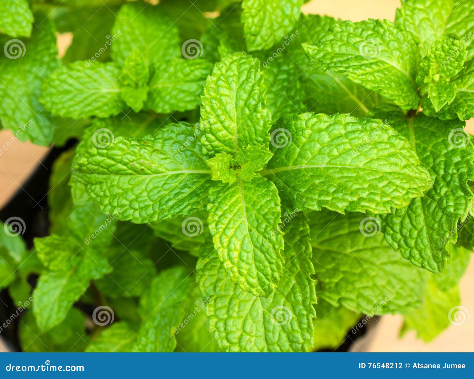 Peppermint Fresh beautiful stock photo. Image of flavoring - 76548212