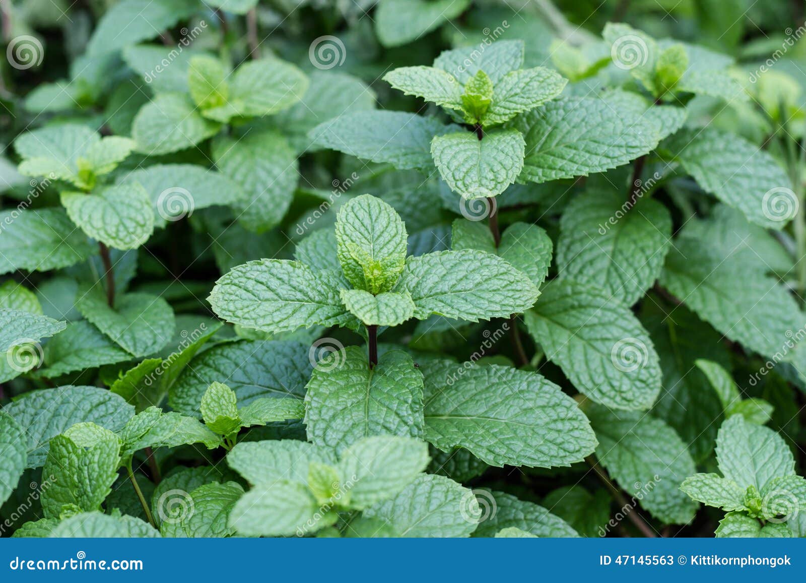 Peppermint. stock image. Image of cooking, cook, leaf - 47145563