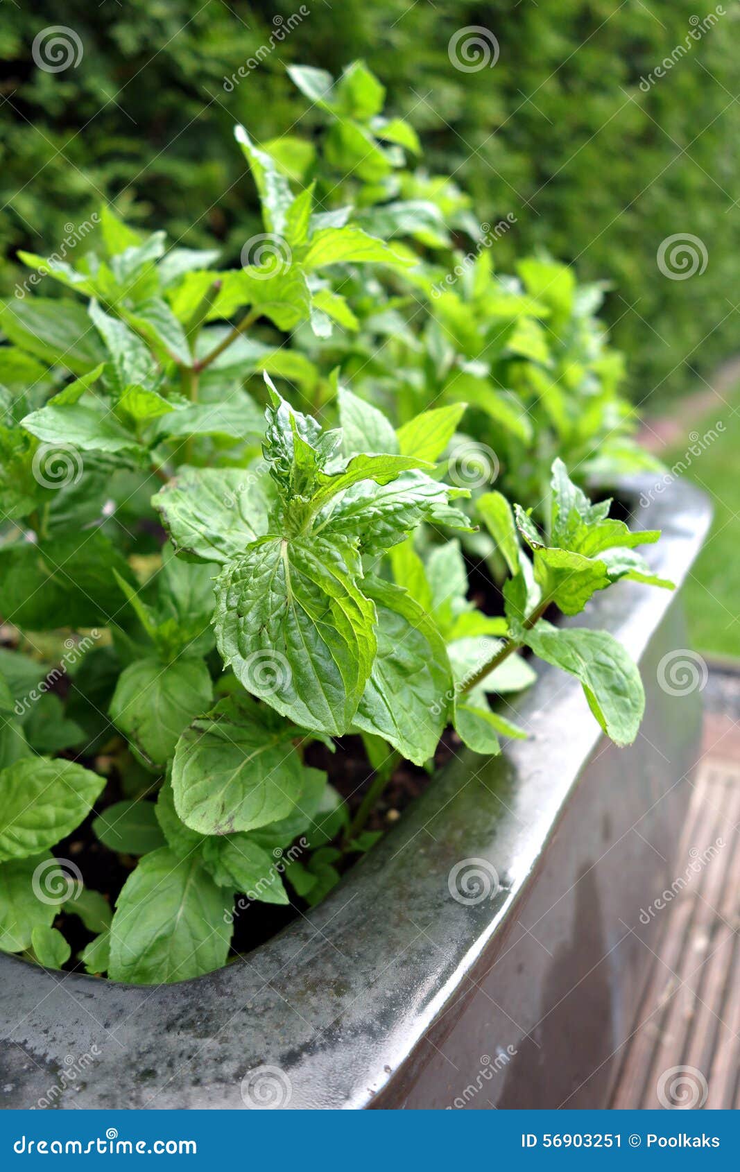 Peppermint stock image. Image of fresh, gardening, home - 56903251