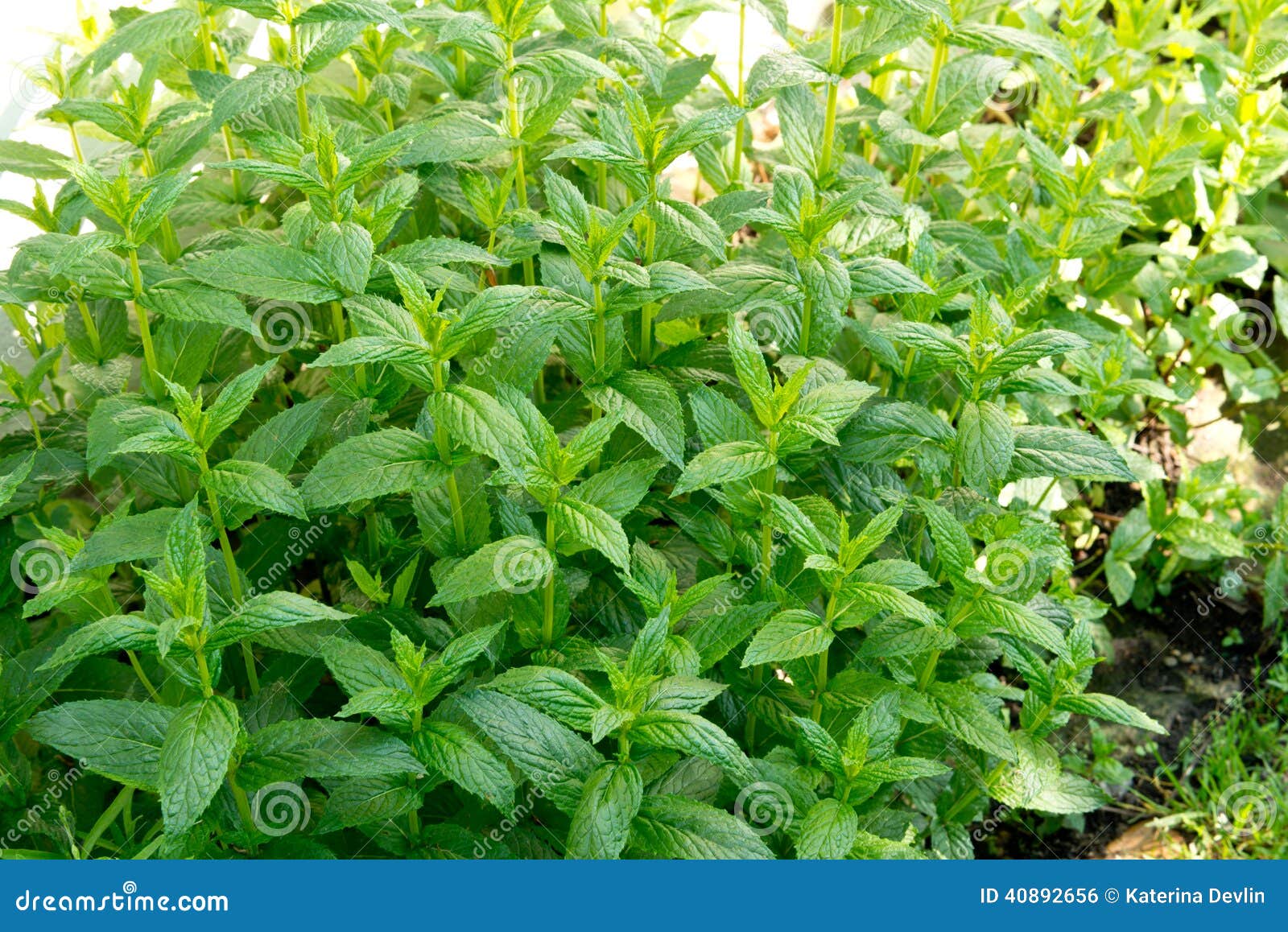 Peppermint in the garden stock photo. Image of home, herbal - 40892656