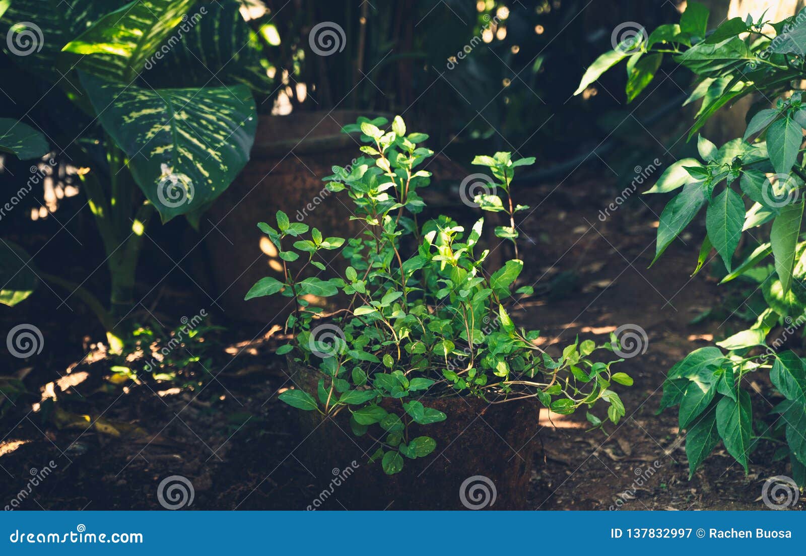 Peppermint in the garden stock image. Image of plant - 137832997