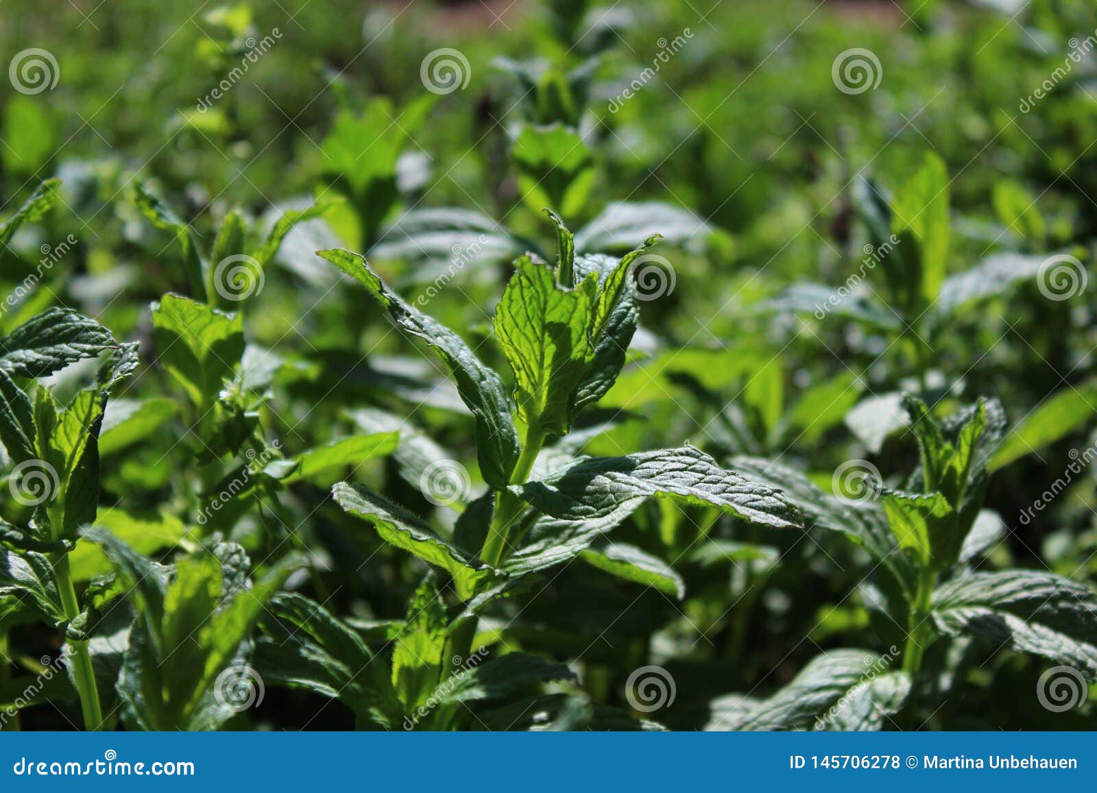 Peppermint in the garden stock photo. Image of growth - 145706278