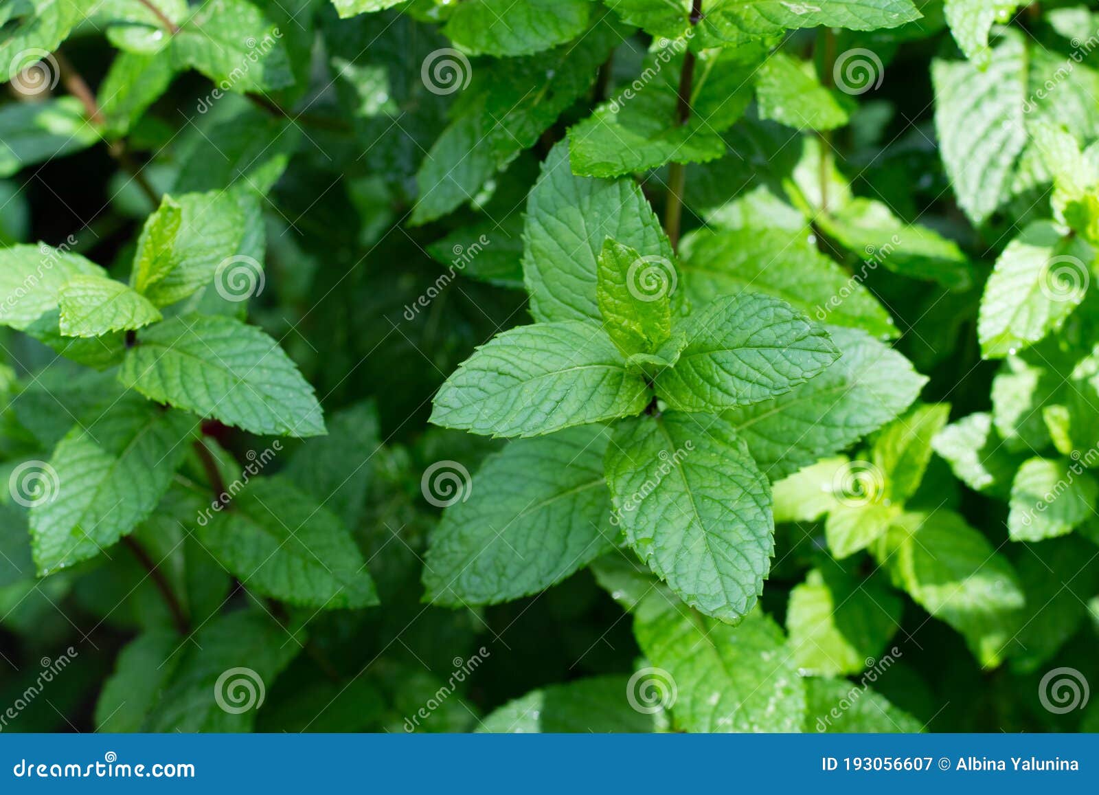 Peppermint in garden. stock image. Image of closeup - 193056607