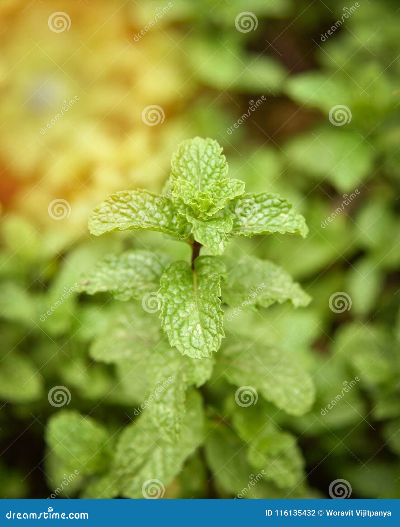 Peppermint Garden Vegetable Stock Photo - Image of natural, grow: 116135432