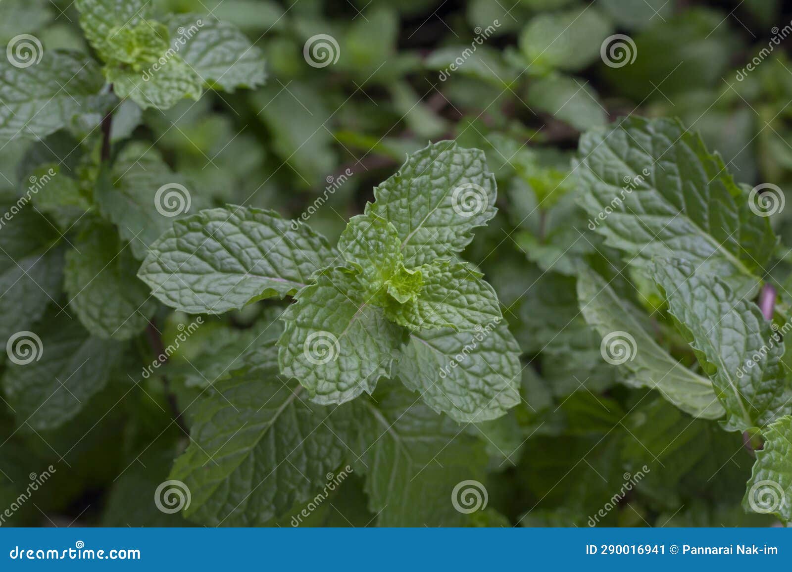 Peppermint is Growing in the Garden. Stock Image - Image of botany ...