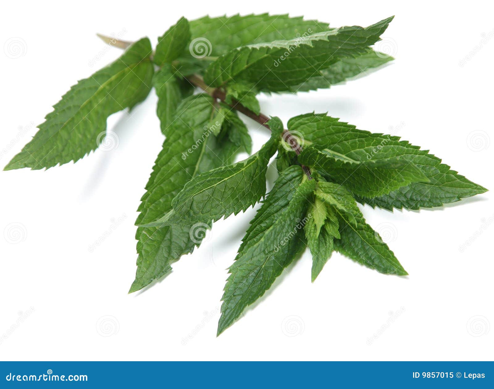 Peppermint herb stock image. Image of leaf, green, white - 9857015