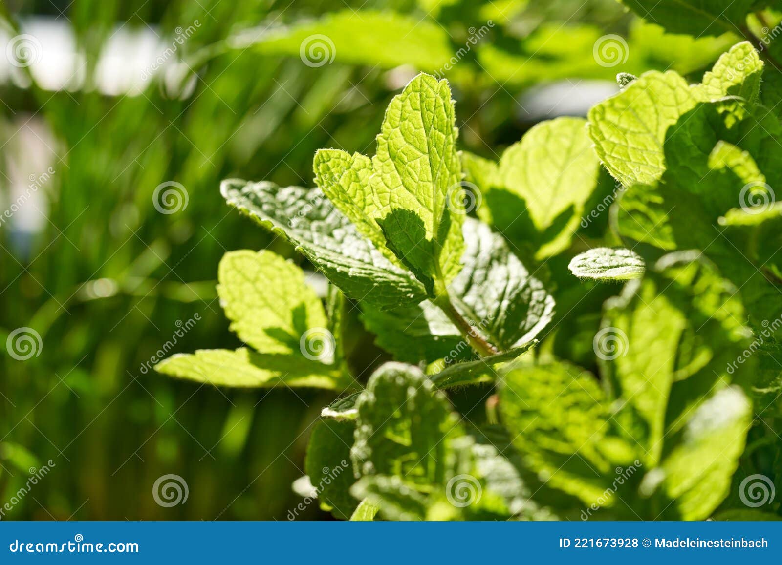 Peppermint Herb Growing Outdoors in the Summer Stock Photo - Image of ...
