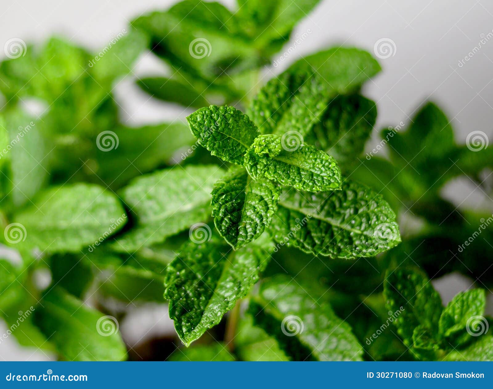 Peppermint Herb stock photo. Image of kitchenware, pestle - 30271080