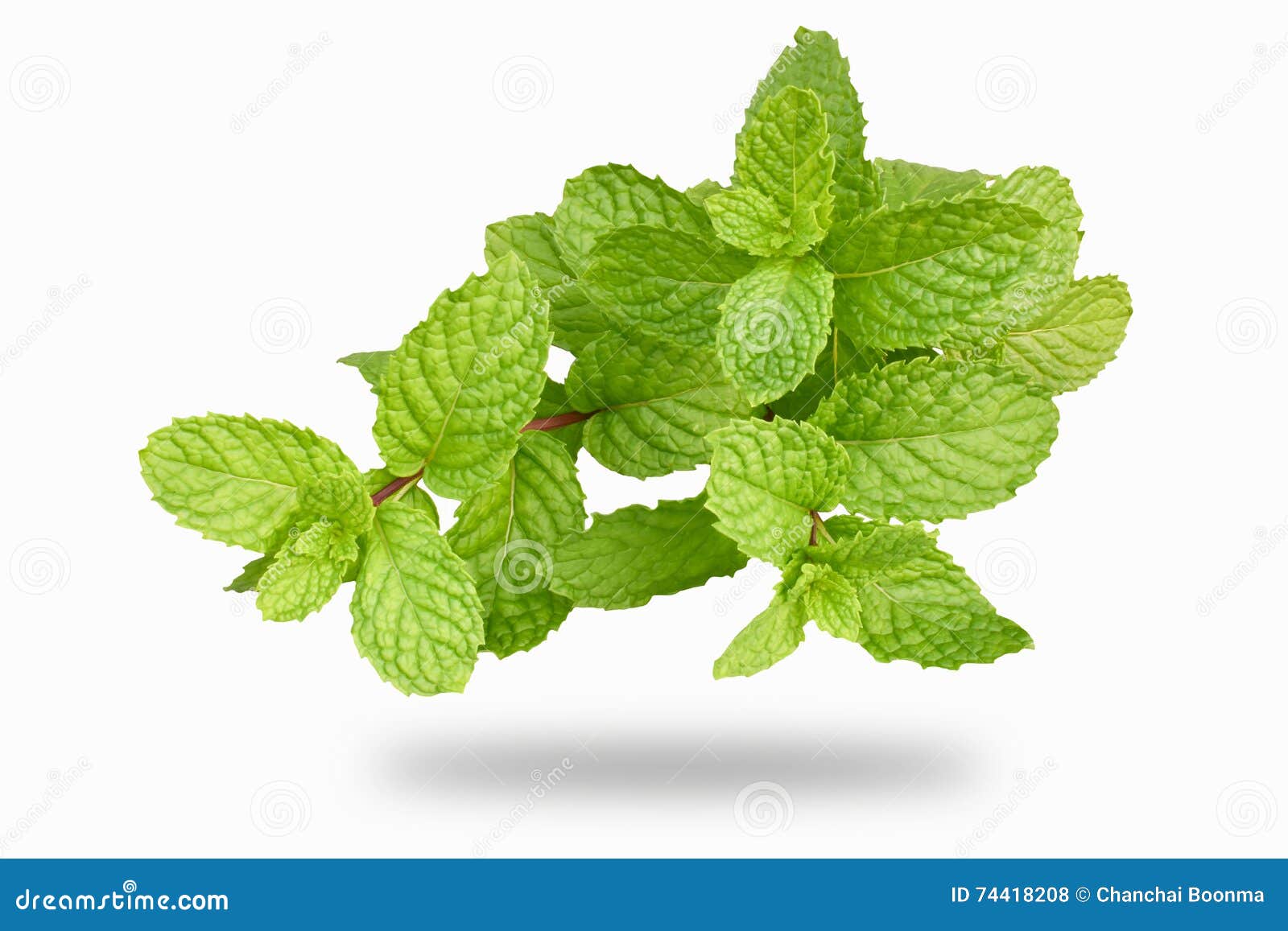 Peppermint stock photo. Image of isolated, healthy, flavor - 74418208