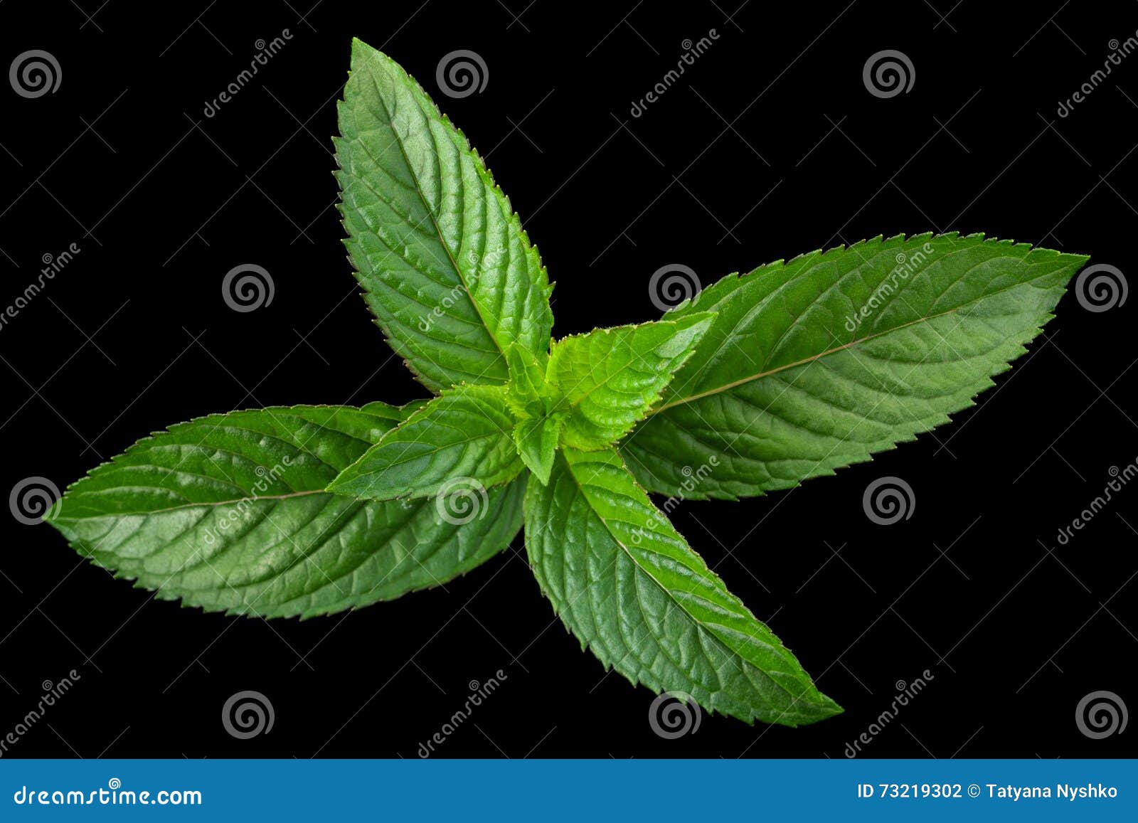 Peppermint Leaf - Fresh Mint Leaves On A Wooden Nature Green Background ...