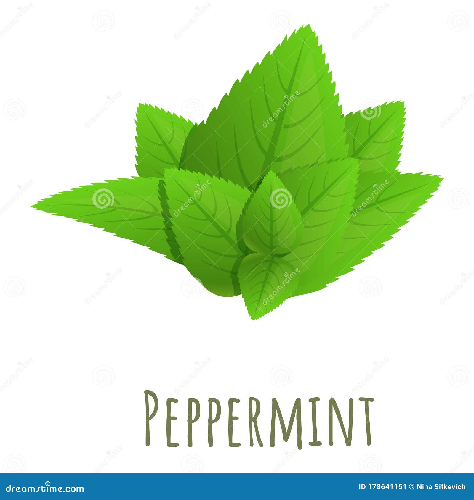 Peppermint Leaf Icon, Cartoon Style Stock Vector - Illustration of ...