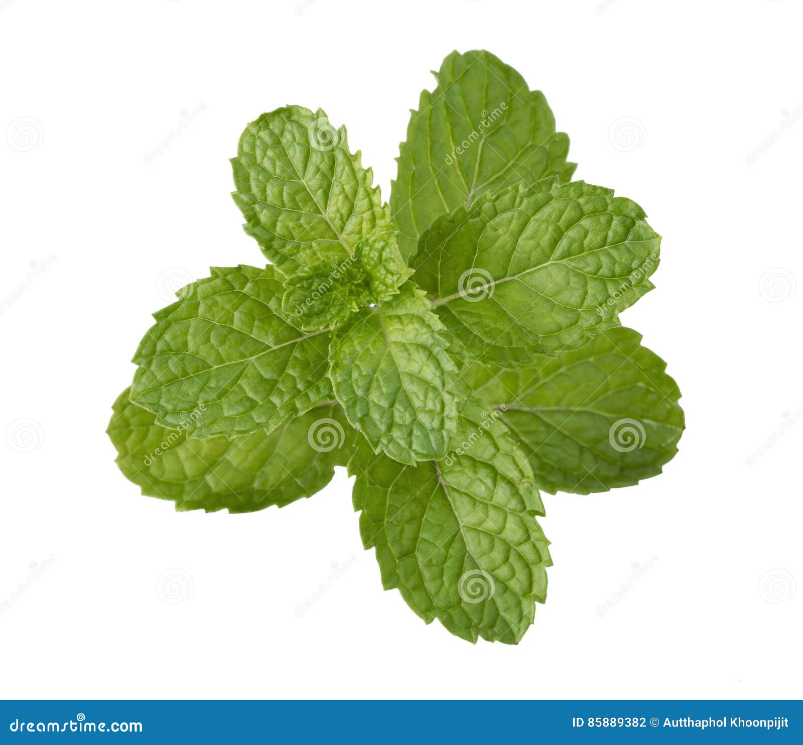 Peppermint leaf stock photo. Image of balm, nature, ingredient - 85889382