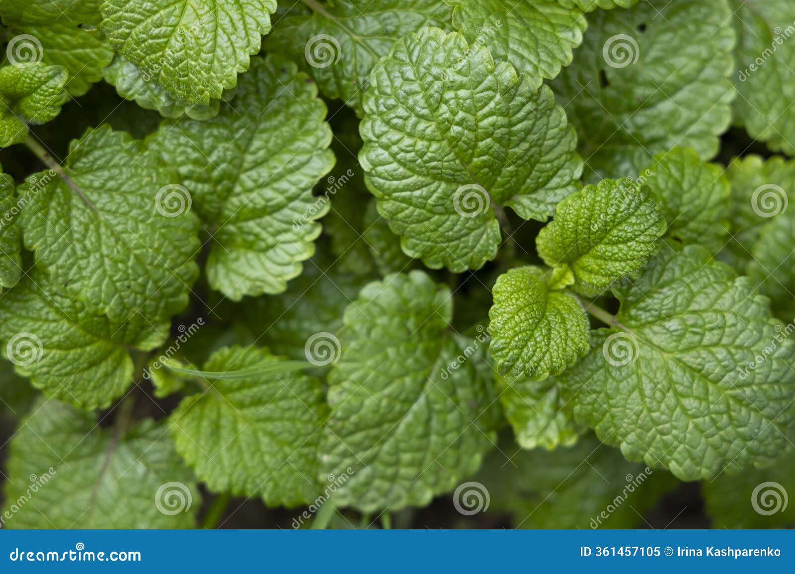 Peppermint Leaf Texture Close Up, Pattern of Green Mint Leaves, Top ...