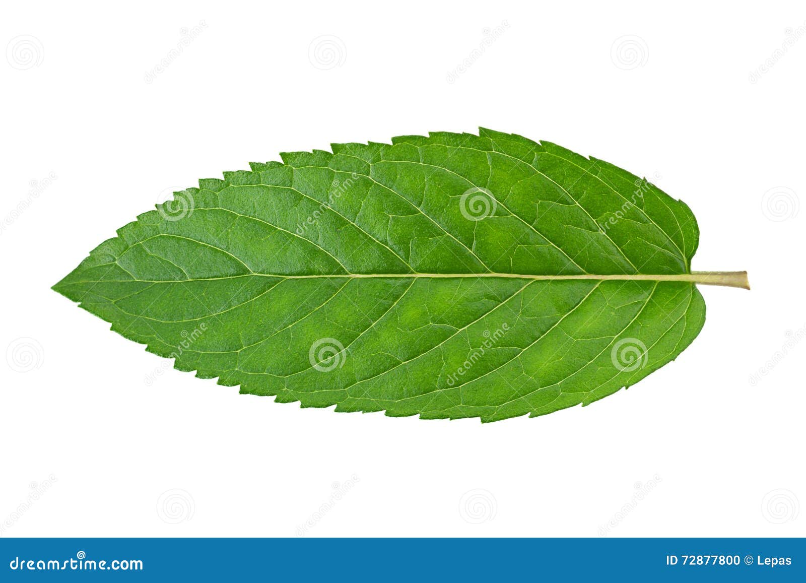 Peppermint leaf on white stock photo. Image of isolated - 72877800