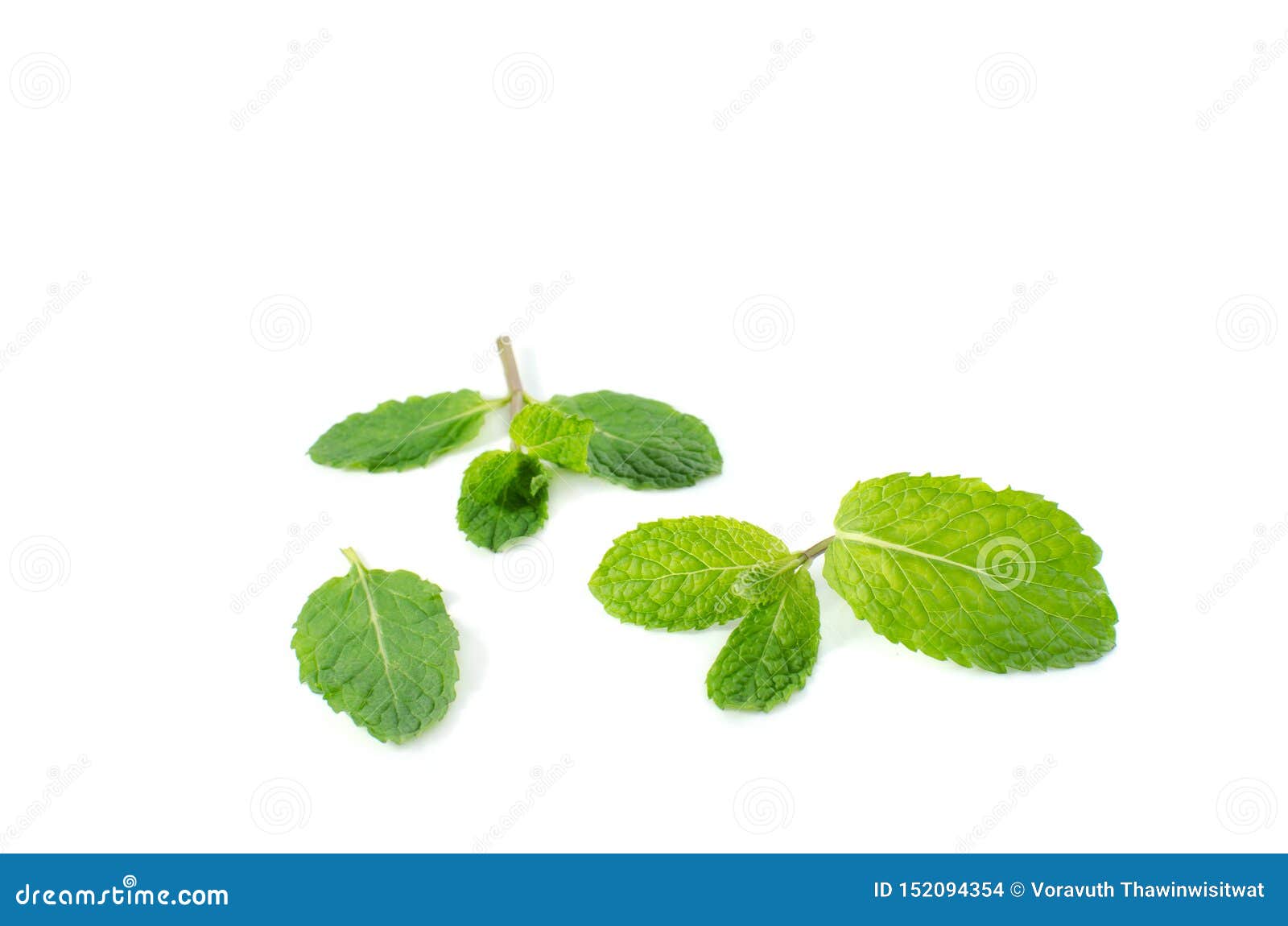 Peppermint Leaves Isolate on White Background Stock Photo - Image of ...