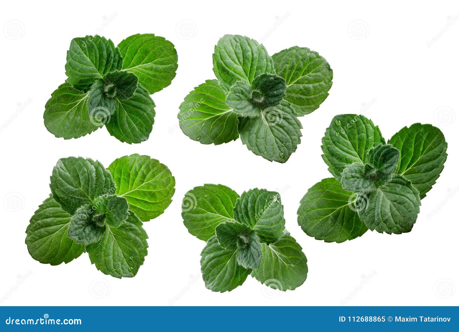 Peppermint Leaves Mentha Piperita, Paths Stock Image - Image of ...