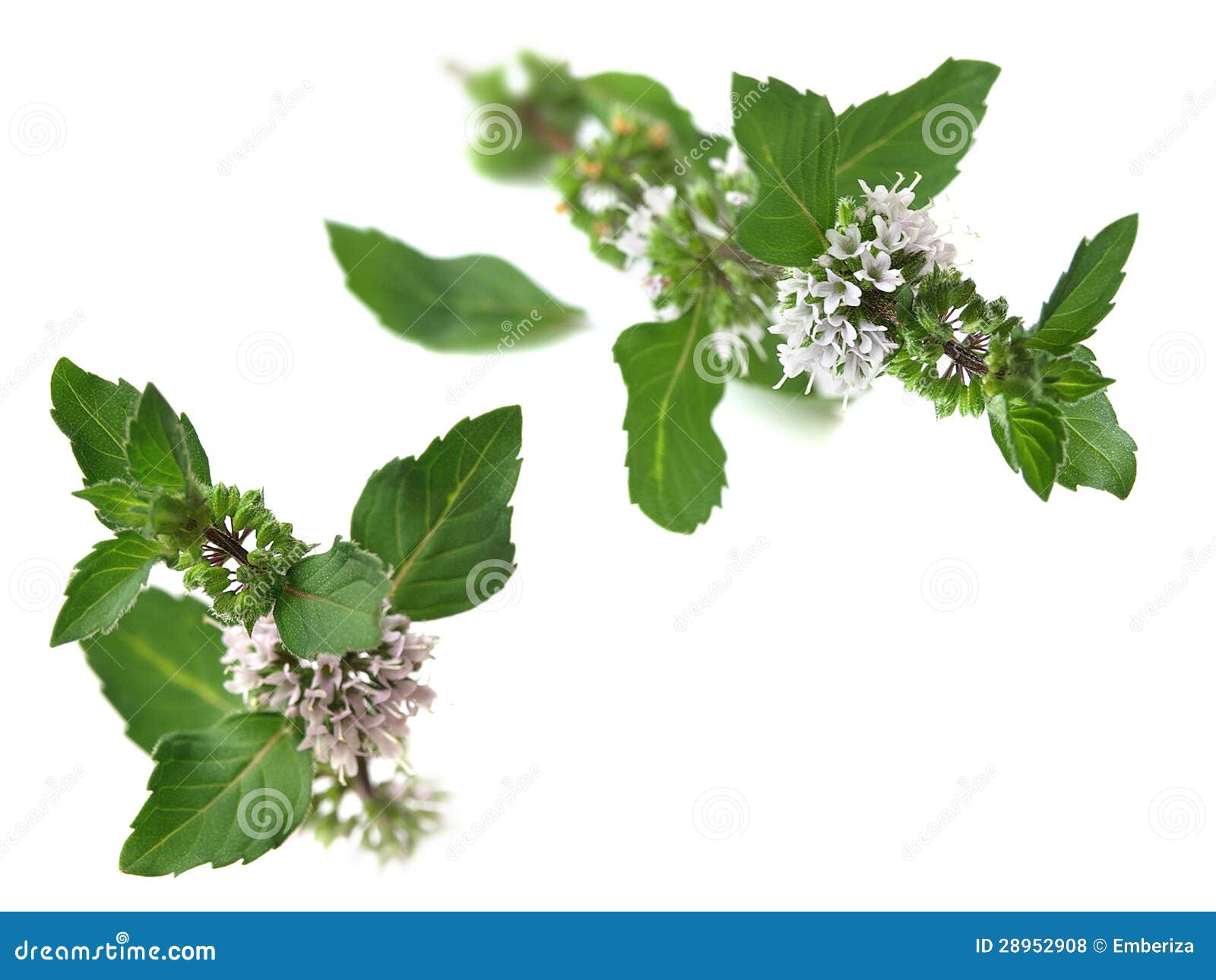Peppermint (Mentha Piperita) Stock Photo - Image of blossom, white ...