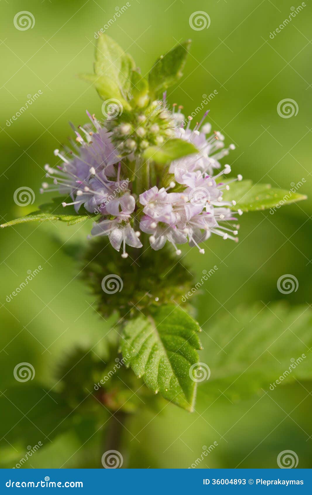 Peppermint (Mentha Piperita),Herb and Spice Stock Image - Image of ...