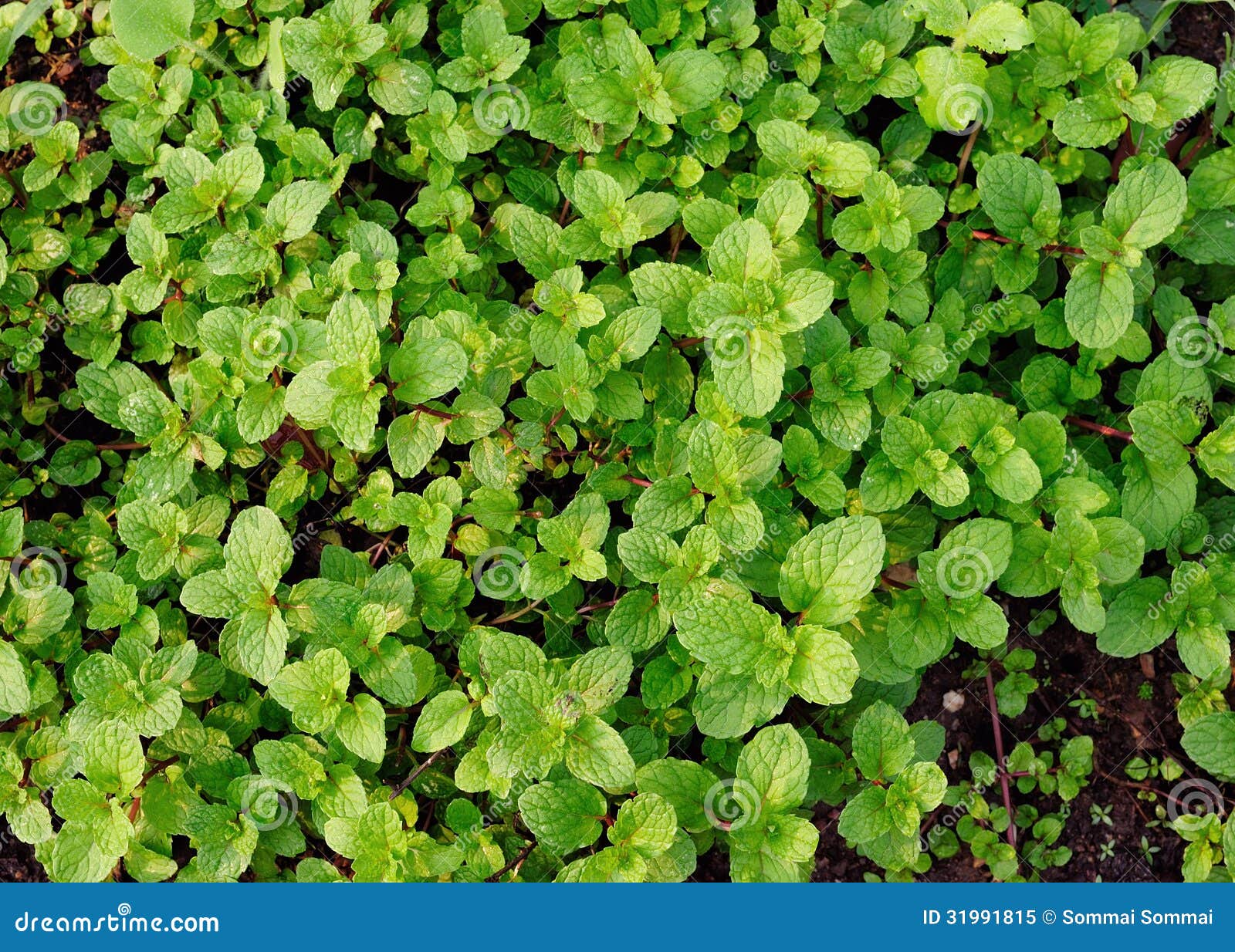 Peppermint or Mint Bunch on Tree Stock Image - Image of botanic, fresh ...