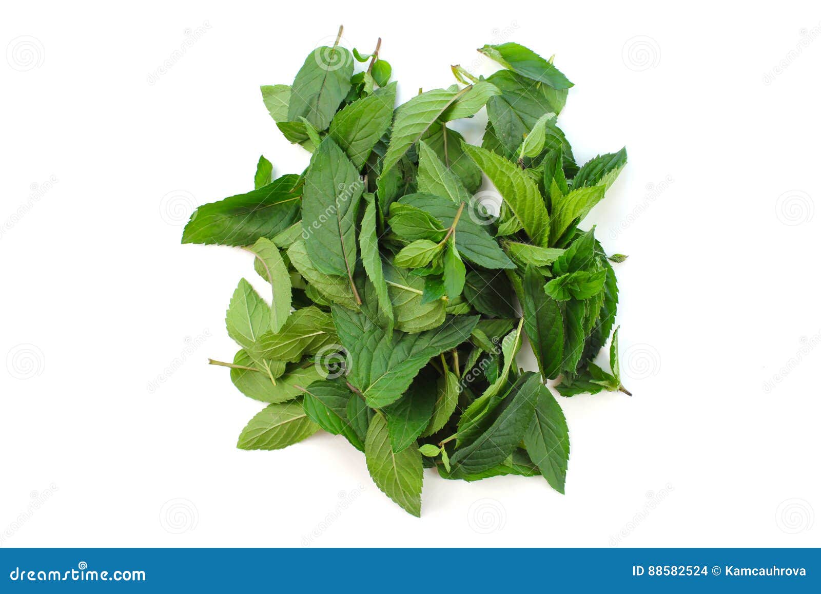 Peppermint, Mint Leaves in a Circle Stock Photo - Image of aroma, herbs ...