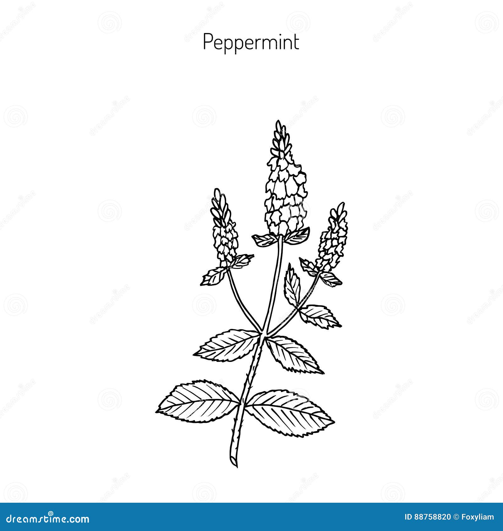Peppermint Peppermint with Leaves and Flowers Stock Vector ...