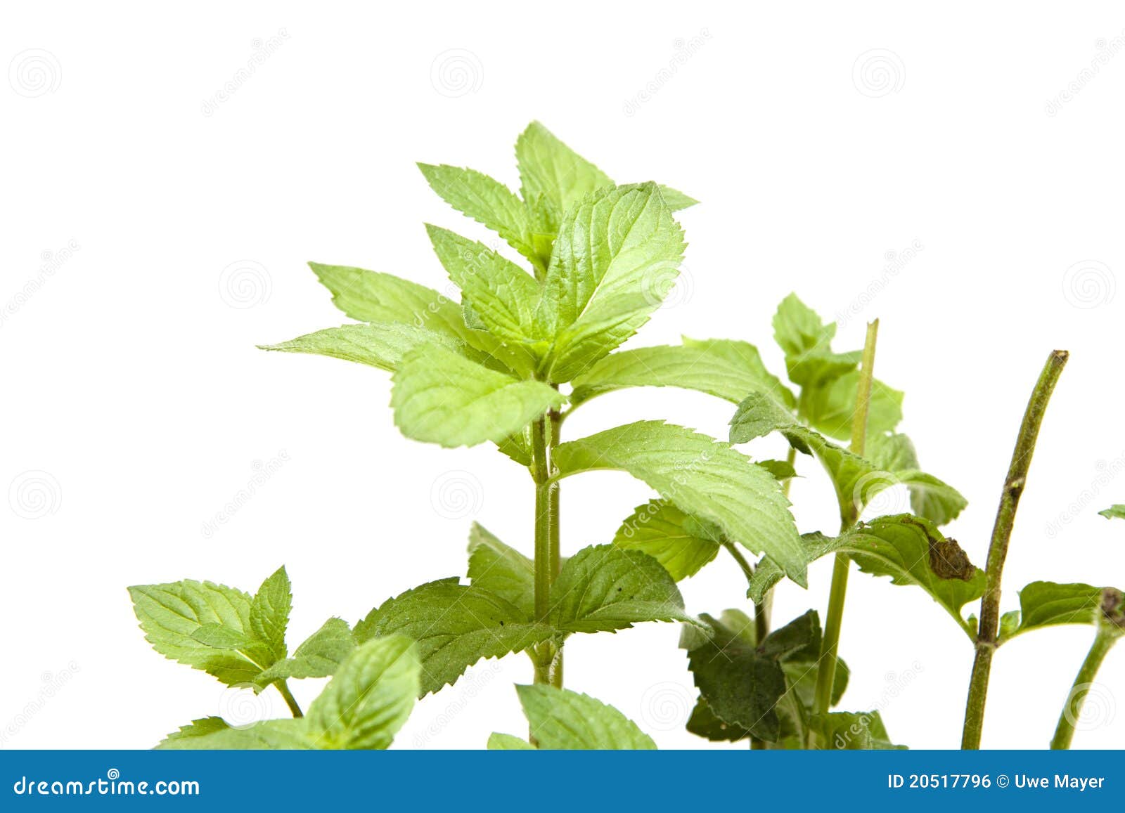 Peppermint plant stock photo. Image of green, leaf, plant - 20517796