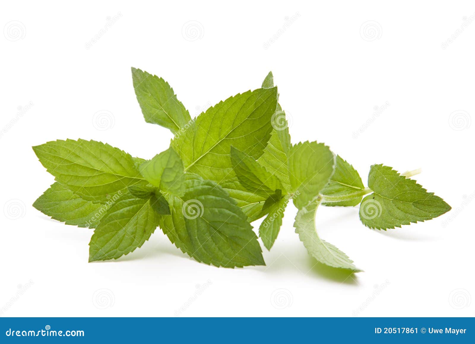 Peppermint Plant Stock Image - Image: 20517861