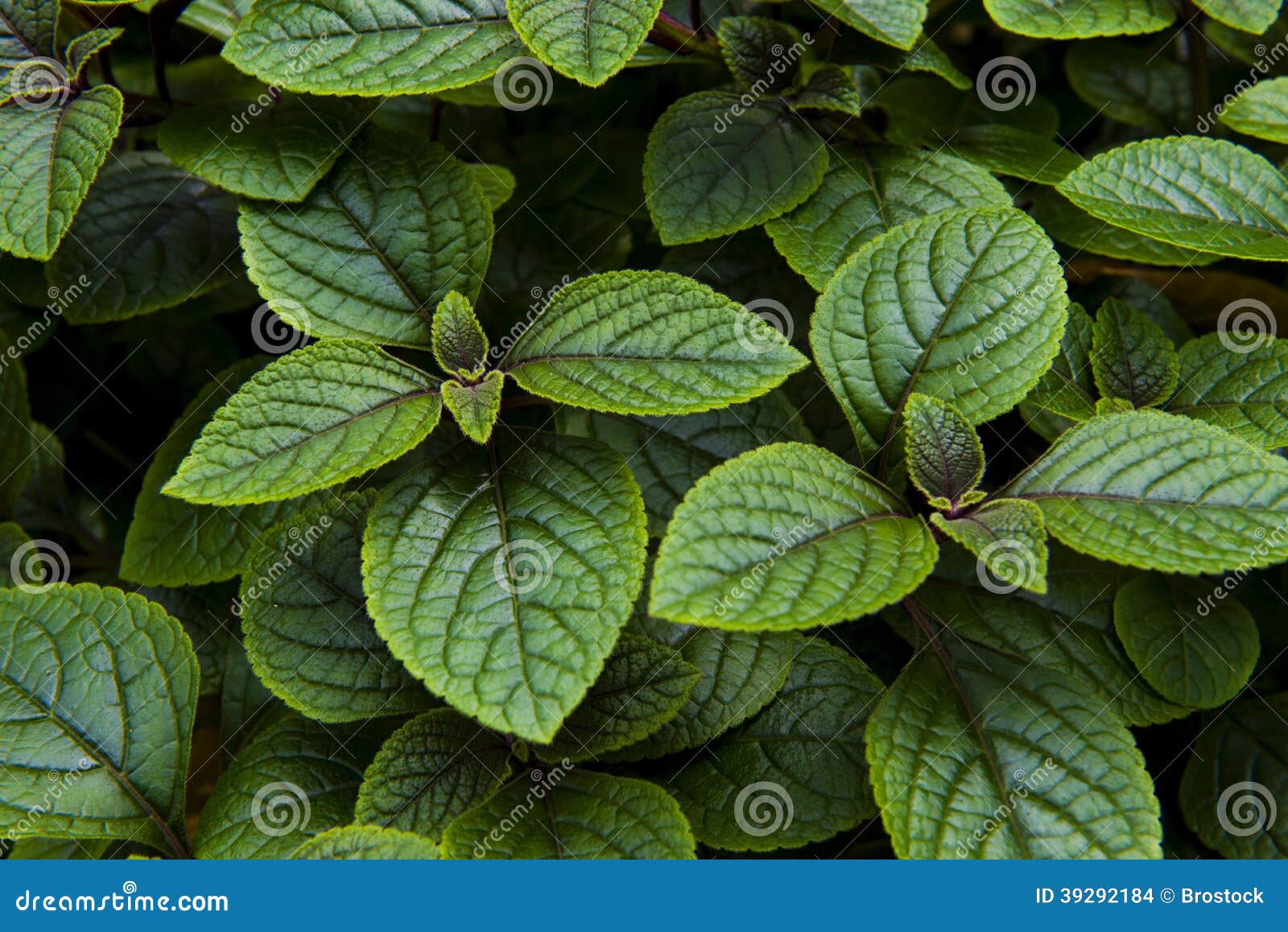 Peppermint plant stock photo. Image of mint, nature, botany - 39292184