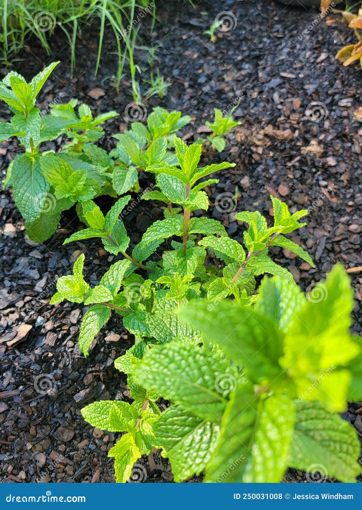 Peppermint plant in garden stock photo. Image of vegetable - 250031008