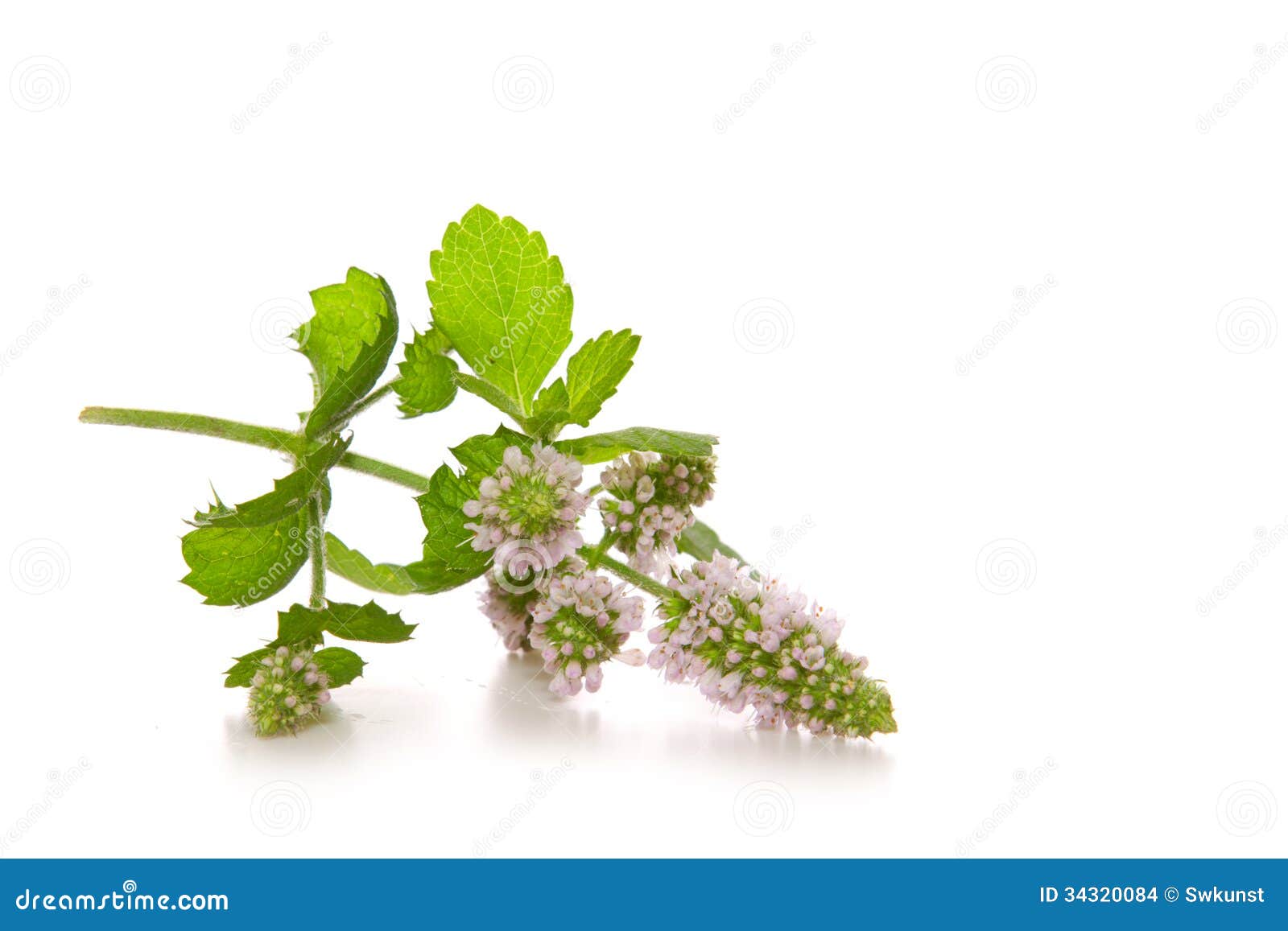 Peppermint plant . stock photo. Image of vegetables, food - 34320084