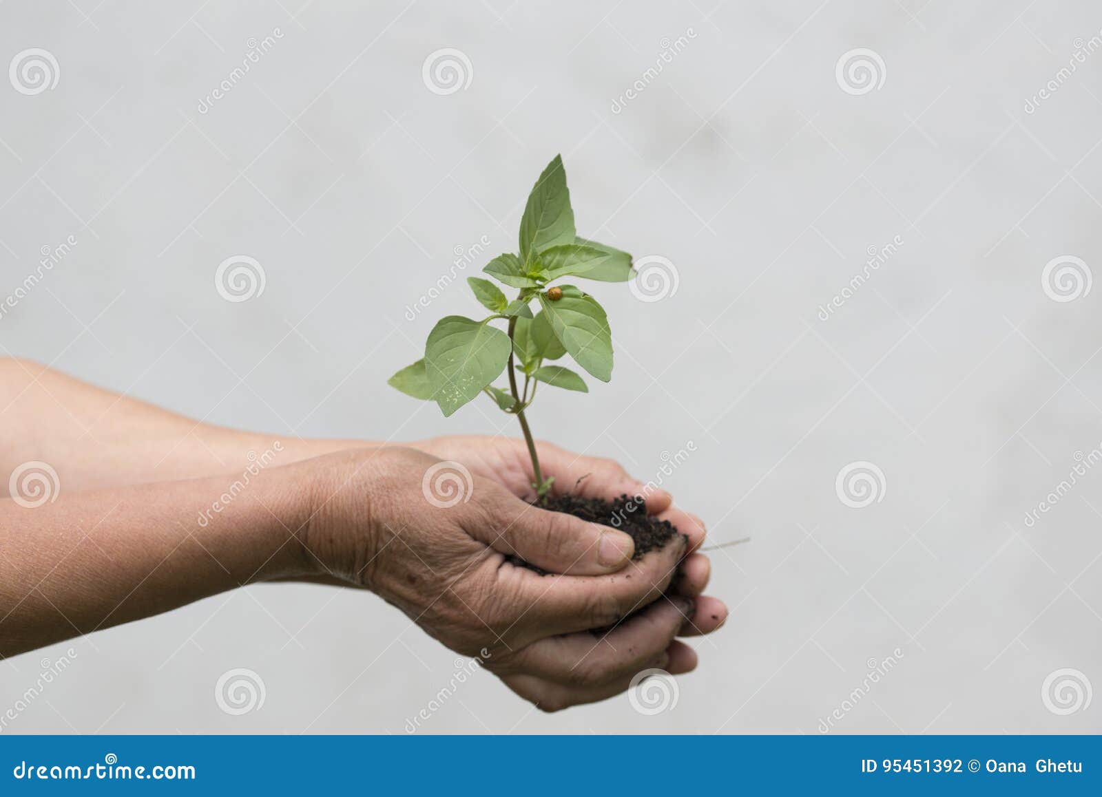 A Peppermint Plant with Root Stock Photo - Image of herbal, food: 95451392