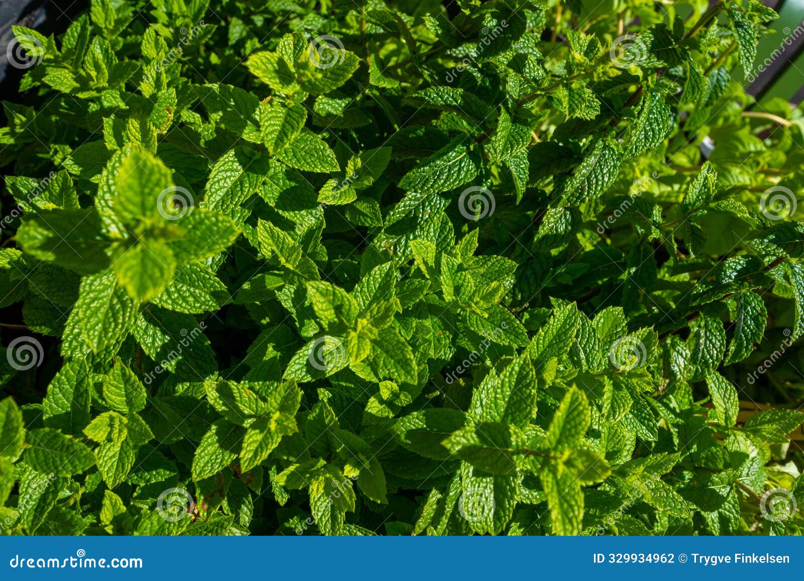 Peppermint Plants in a Garden.. Stock Photo - Image of beauty, natural ...