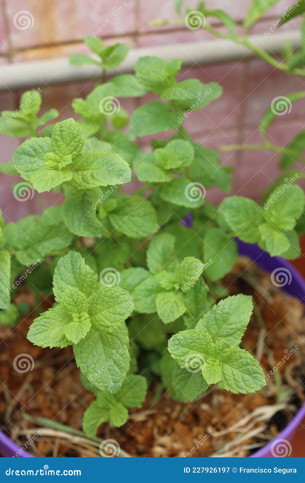 Peppermint from a pot stock image. Image of branch, isolated - 227926197