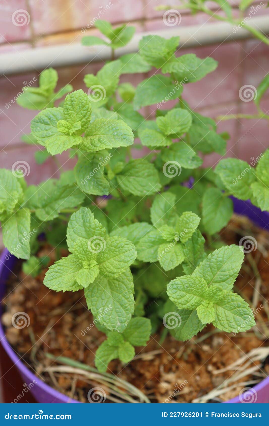 Peppermint from a pot stock image. Image of sprigs, herbal - 227926201
