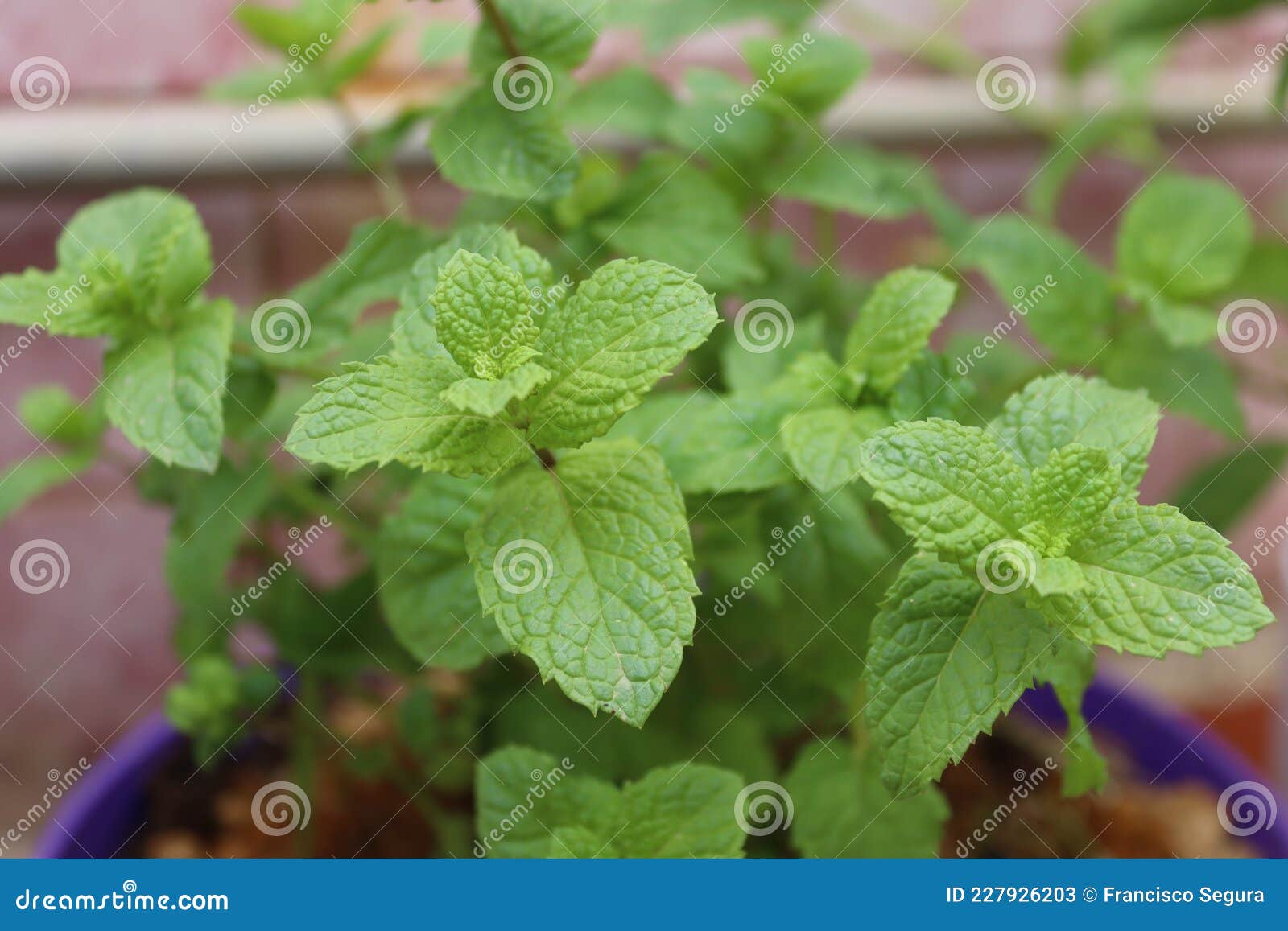 Peppermint from a pot stock image. Image of seasoning - 227926203