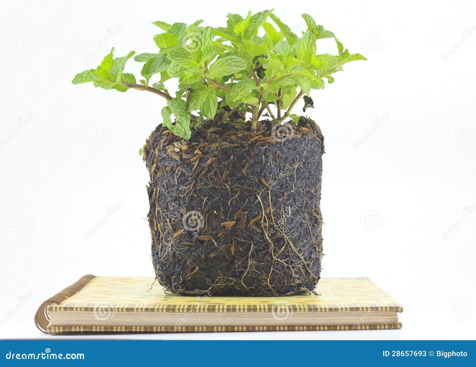 Peppermint seedlings stock image. Image of chocolate - 28657693