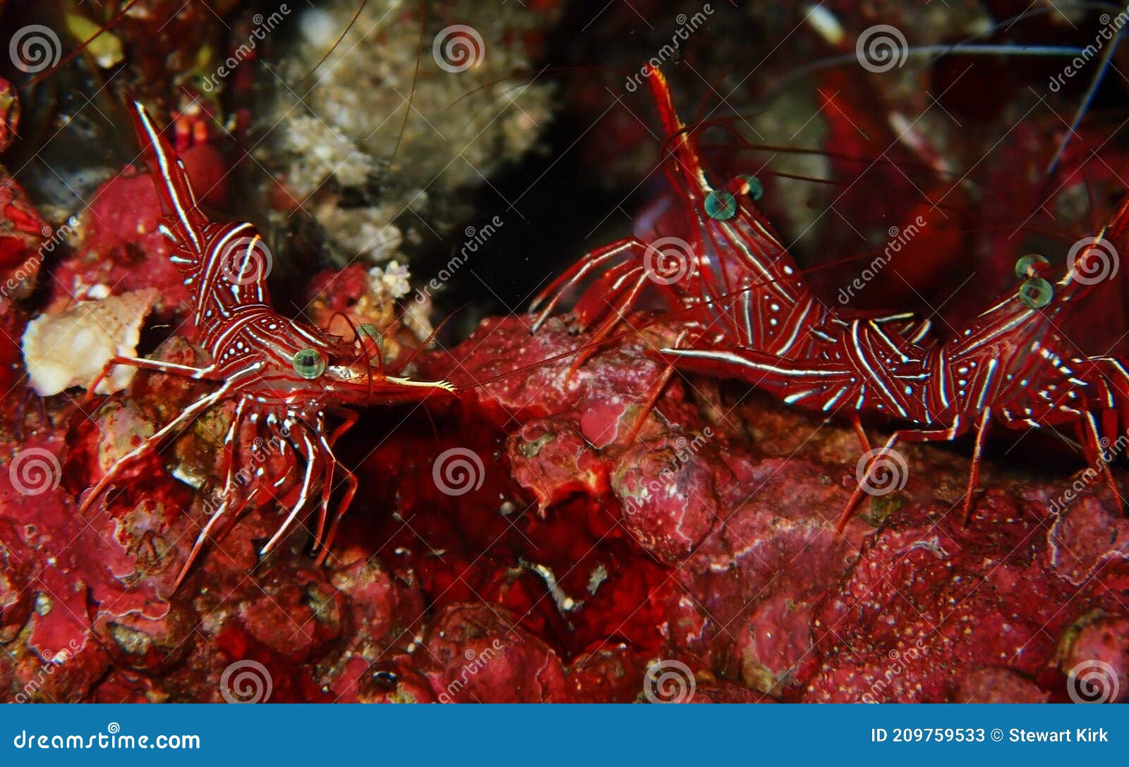 Peppermint Shrimps on the Reef Stock Image - Image of exotic, ocean ...