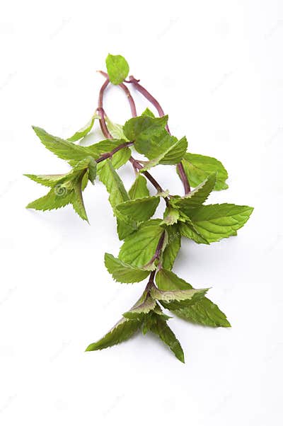 Peppermint Stem stock photo. Image of herb, eating, healthy - 7859488