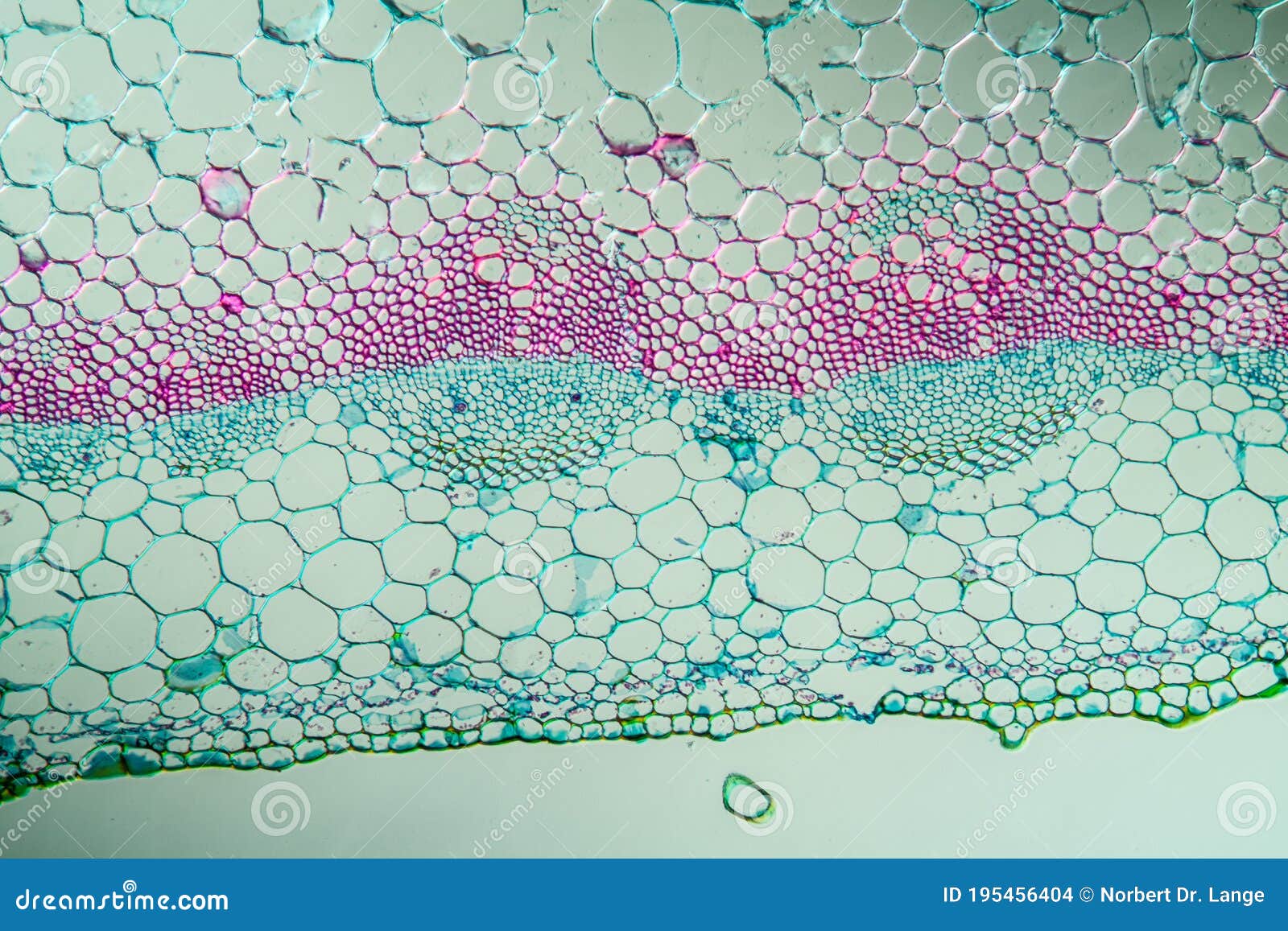 Peppermint with Stem in Cross Section Stock Photo - Image of thin ...