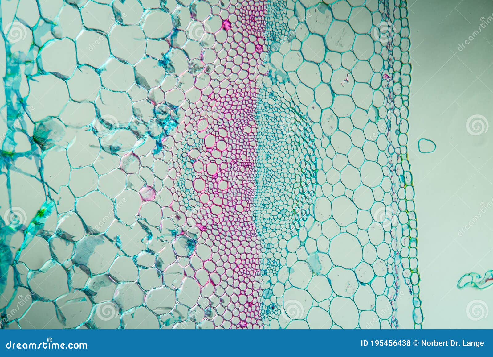 Peppermint with Stem in Cross Section Stock Photo - Image of medicinal ...
