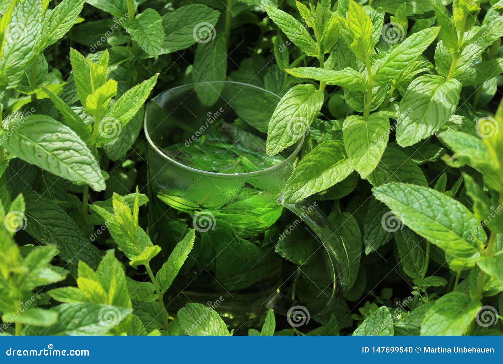 Peppermint Tea in the Peppermint Field Stock Photo - Image of plants ...