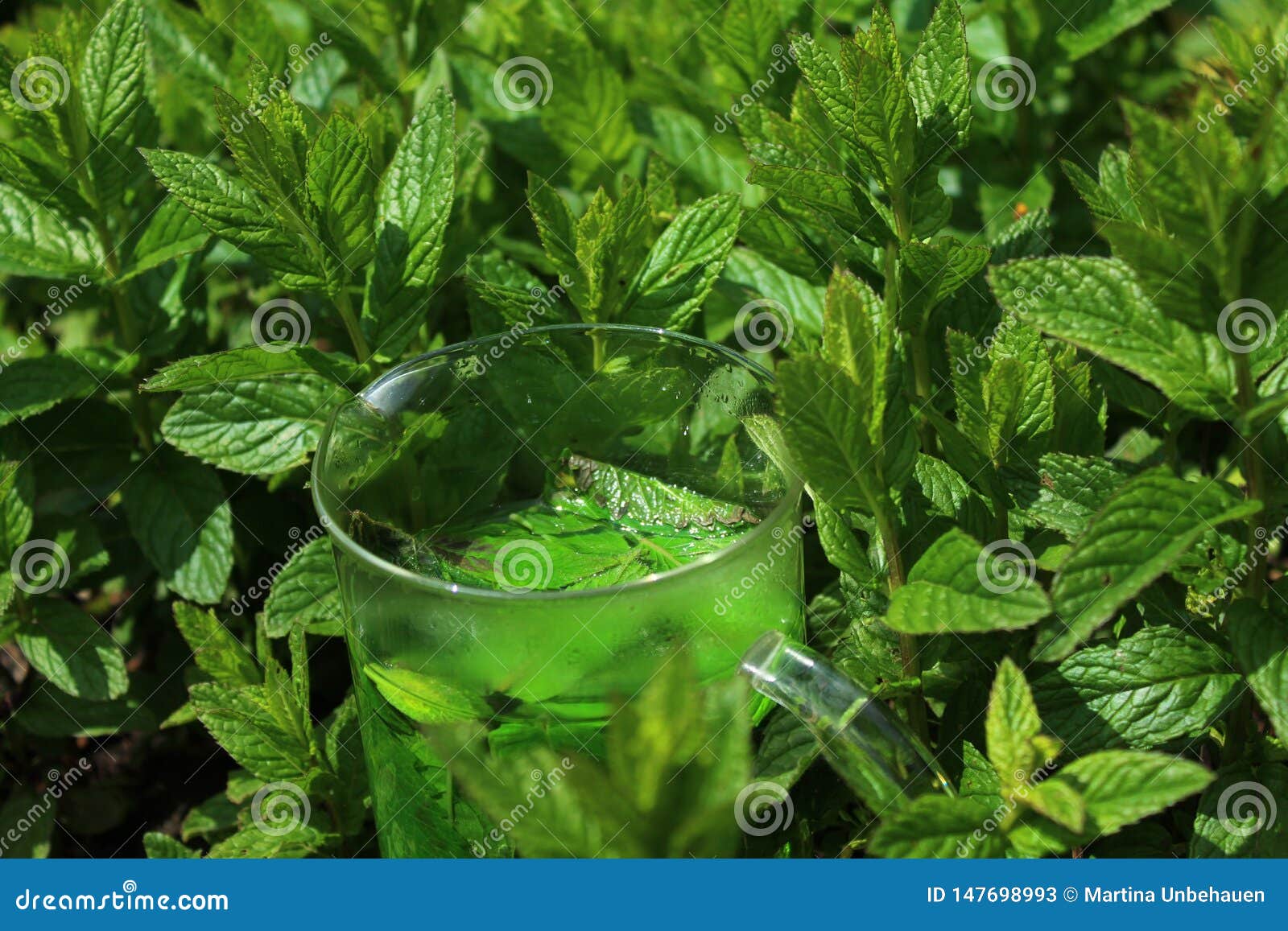 Peppermint Tee in the Peppermint Field Stock Image - Image of garden ...