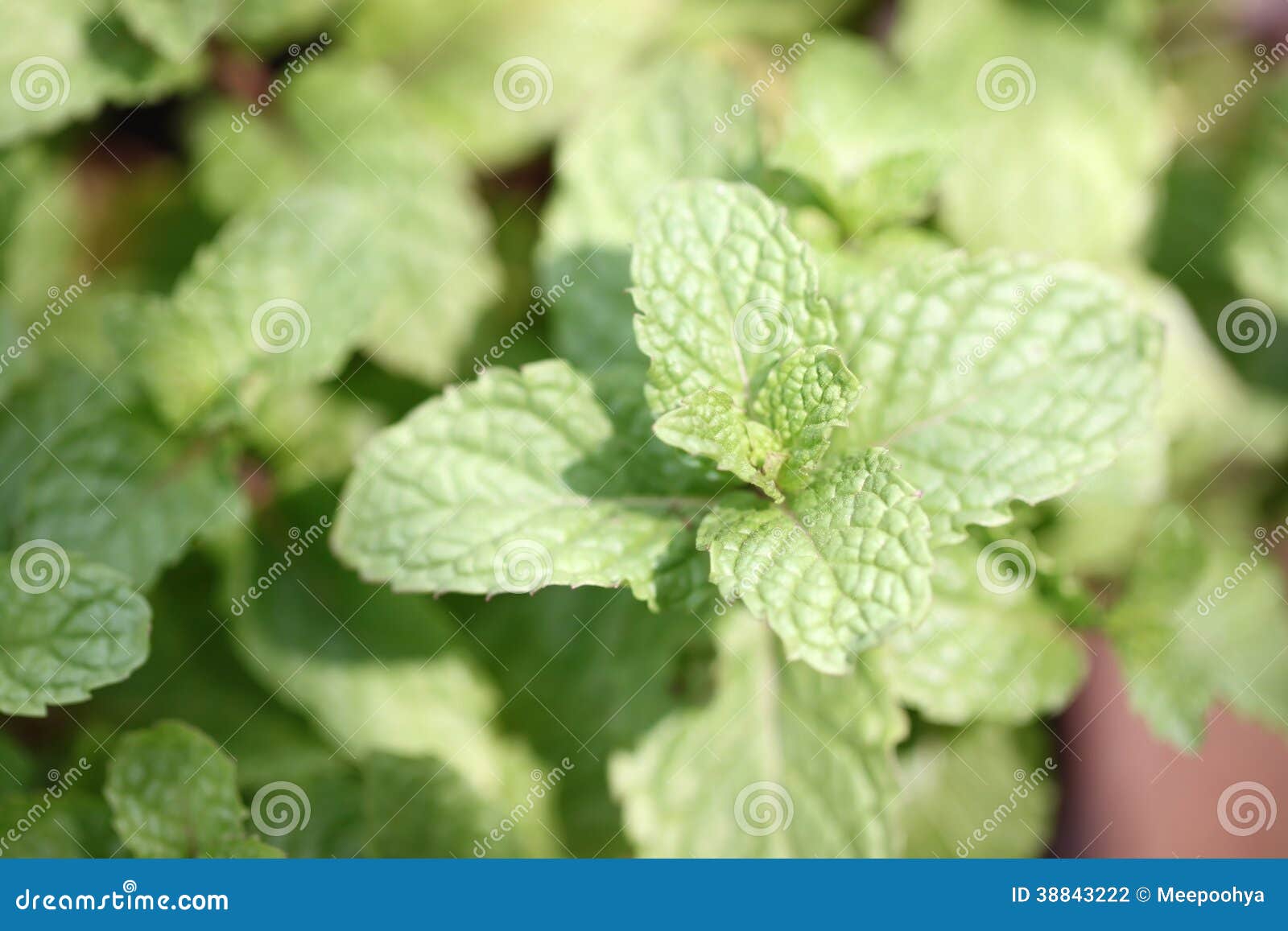 Peppermint tree. stock photo. Image of alive, branch - 38843222