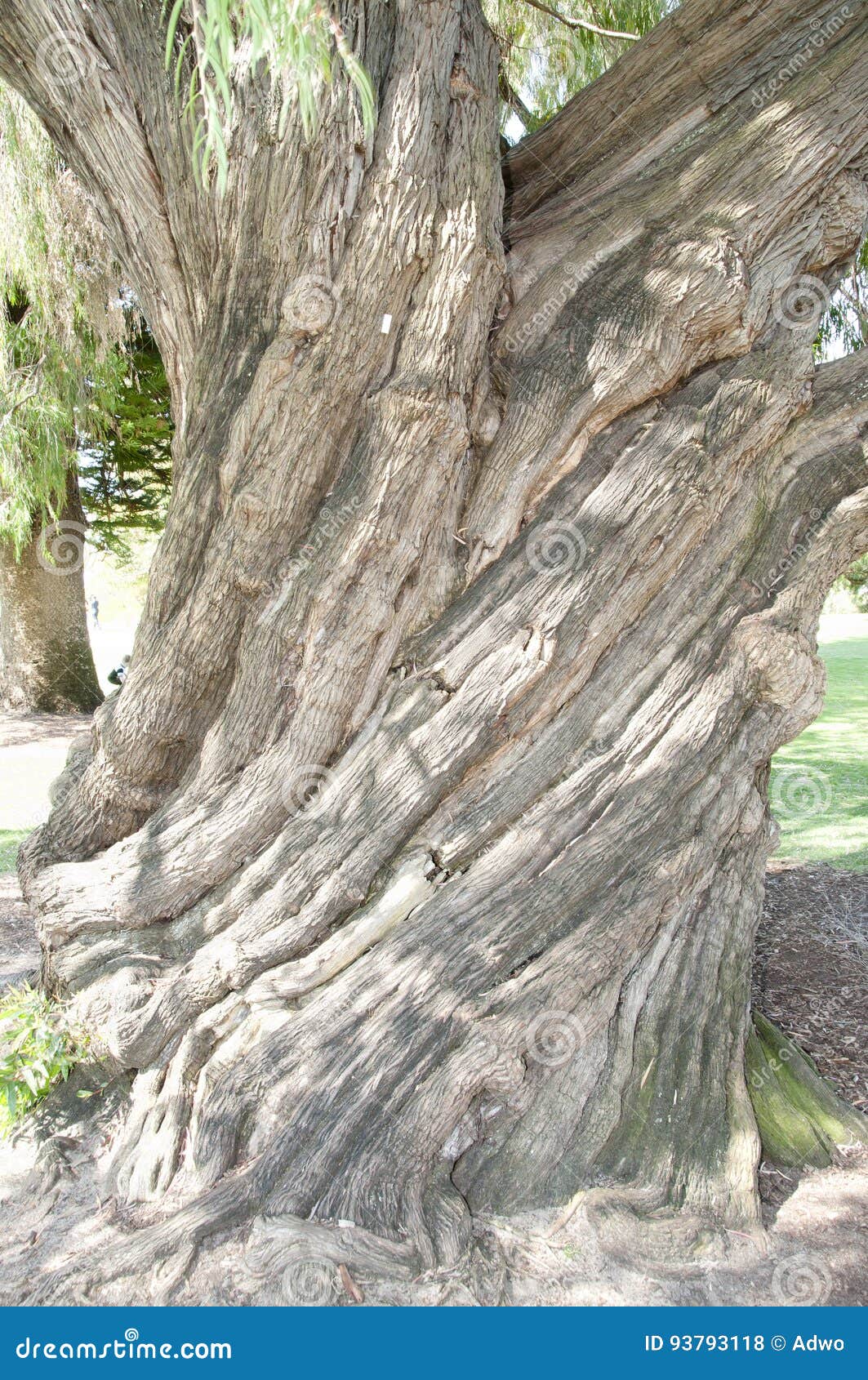 Peppermint Tree in Kings Park - Perth - Australia Stock Photo - Image ...