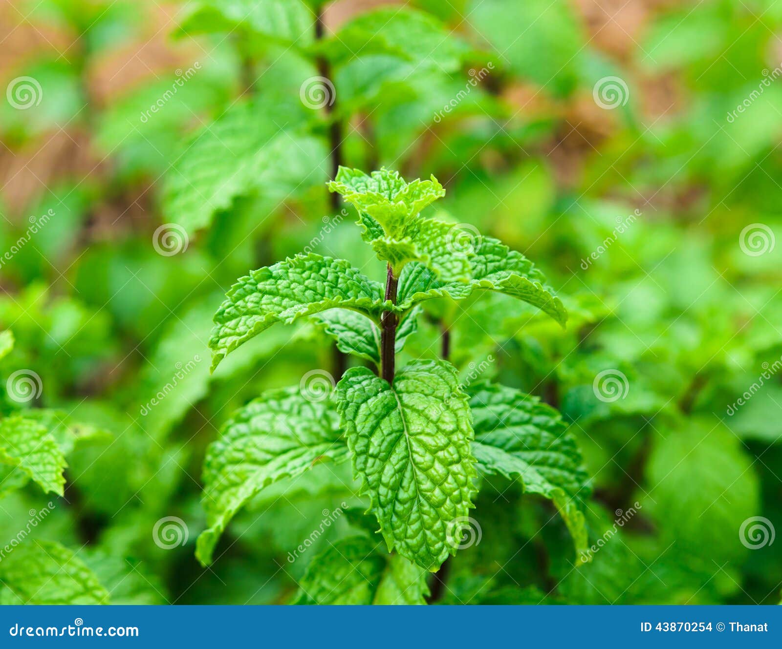 Peppermint trees stock photo. Image of cooking, spearmint - 43870254