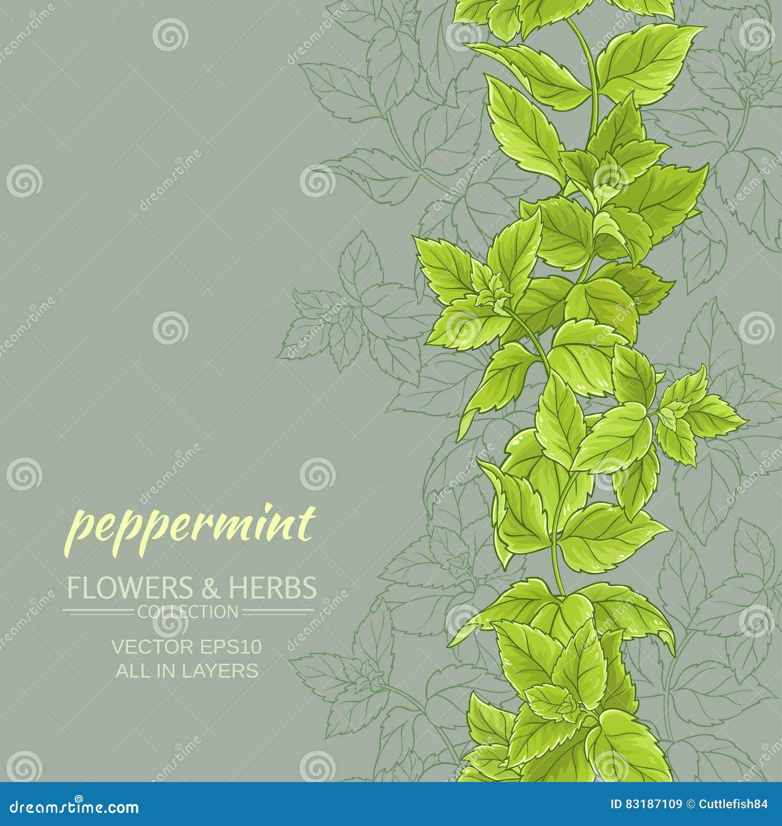 Peppermint Vector Background Stock Vector - Illustration of botanical ...