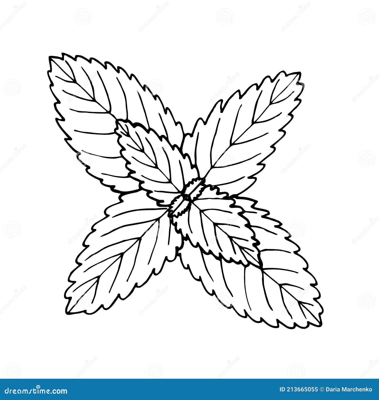 Peppermint in a Vector Style Isolated. Black and White Sketch Stock ...