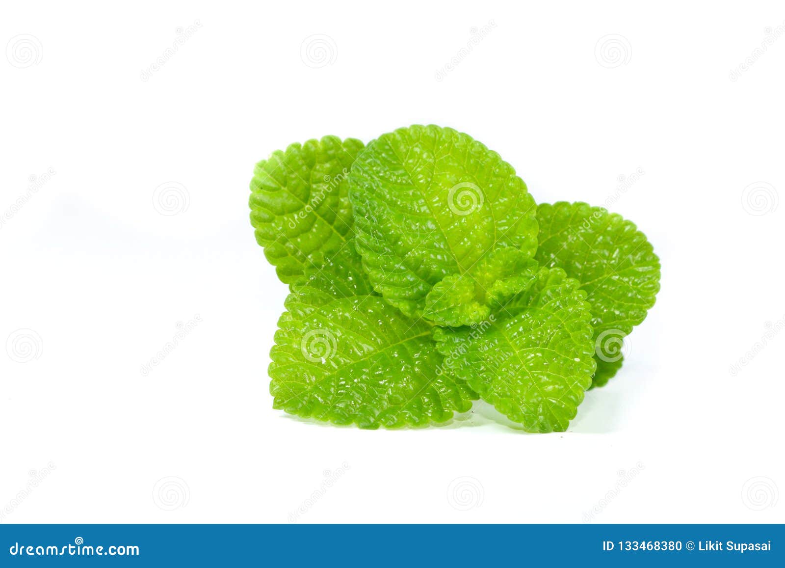 Peppermint White Background in Studio Stock Photo - Image of gardening ...