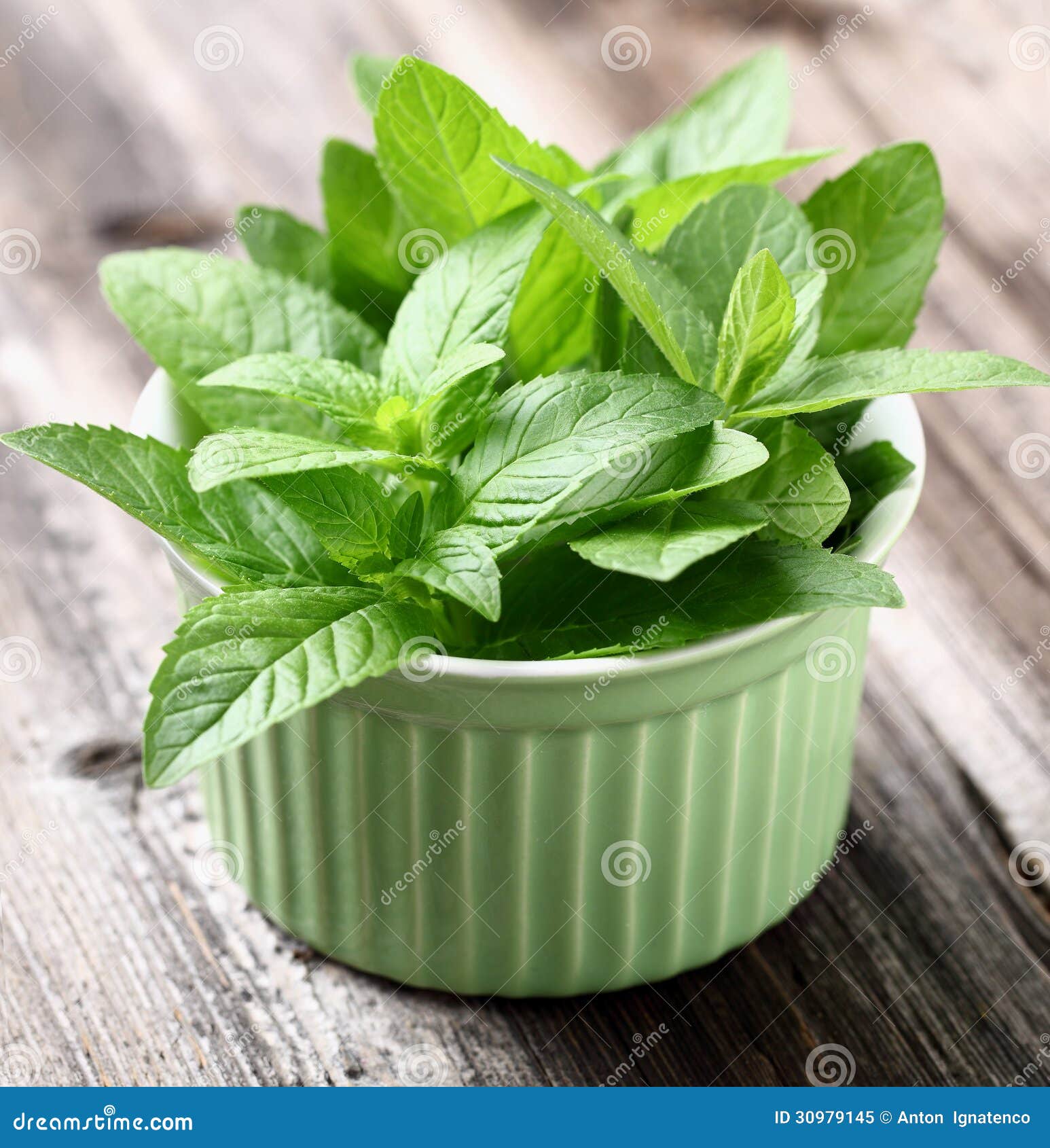 Peppermint stock image. Image of plant, stem, peppermint - 30979145