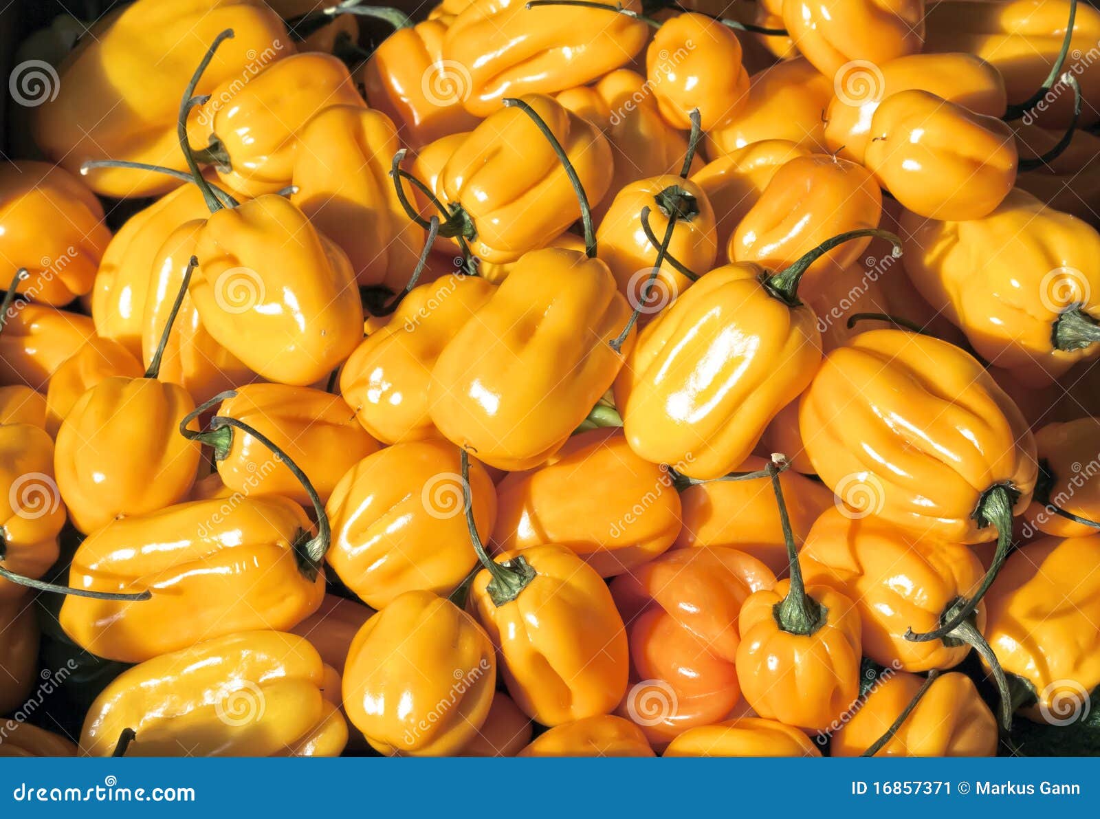 Pepperoni image stock. Image du nature, chaud, couleur - 16857371